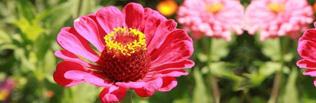 Welcome to Pinter's Flowerland! - A Local Nursery and Gardening Center