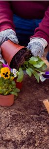 Welcome to Pinter's Flowerland! - A Local Nursery and Gardening Center